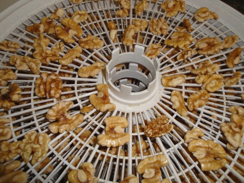 Sprouting WALNUTS | Pam's Tactical Kitchen
