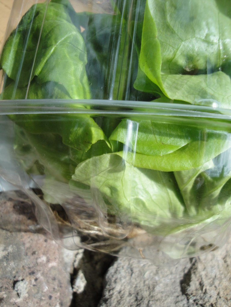 Re-grow lettuce from store bought Hydroponic living lettuce | Pam's ...