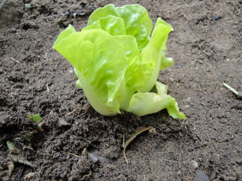 Re-grow lettuce from store bought Hydroponic living lettuce | Pam's ...